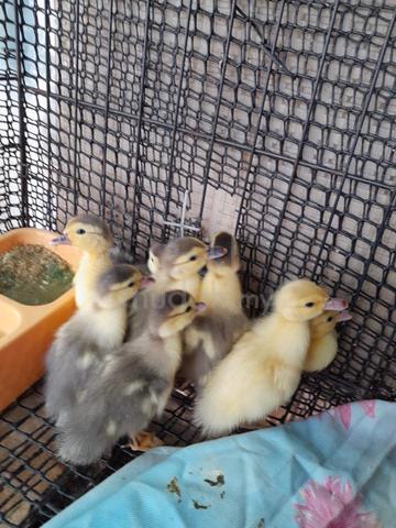 Silver Lavender Blue Muscovy Duck Itik Serati Patu - Pets for sale in ...