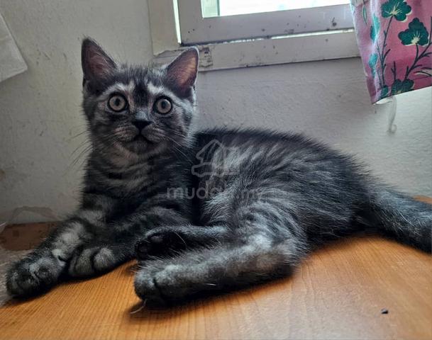 BSH British Shorthair Male kitten Rare color - Pets for sale in Sungai ...