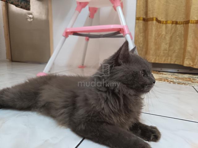 parsi cat - Pets for sale in Kota Kinabalu, Sabah