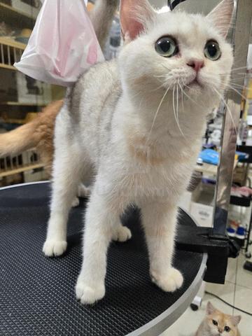 Bsh silver Shaded pet shop - Pets for sale in Puchong, Selangor