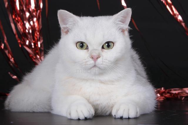 British Shorthair Silver - Pets for sale in Shah Alam, Selangor