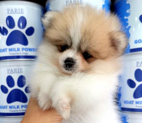 Bi color White Brown Pomeranian puppy dog B2000 - Pets for sale in ...