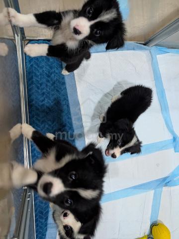 Purebred Border Collie Pups 2mths old, KL/SELANGOR - Pets for sale in ...