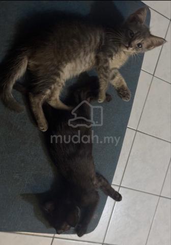 Anak Kucing Mix - Pets for sale in Bintulu, Sarawak