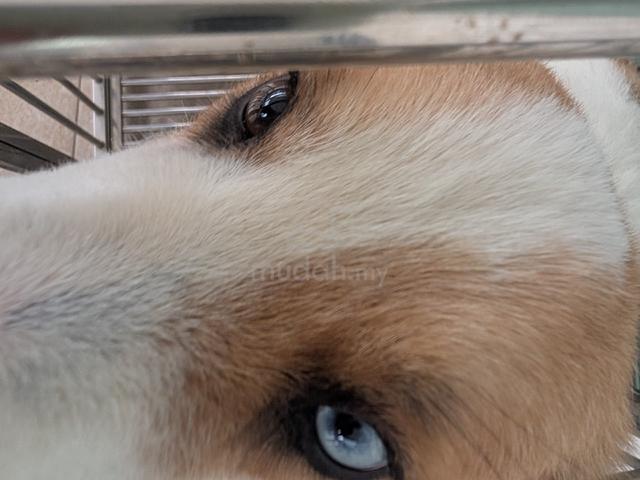 RARE Sable Merle Border Collie Purebred Blue-Eyed - Pets for sale in ...