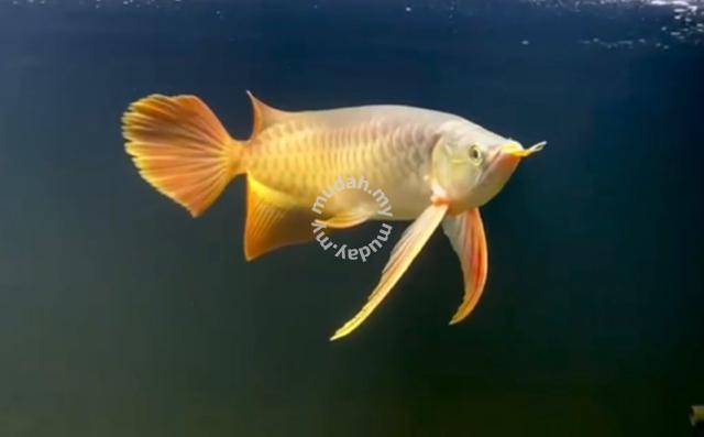Sepauk super red - Pets for sale in Balakong, Selangor