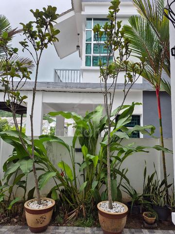 pokok ficus 2 pasu - Garden Items for sale in Jitra, Kedah