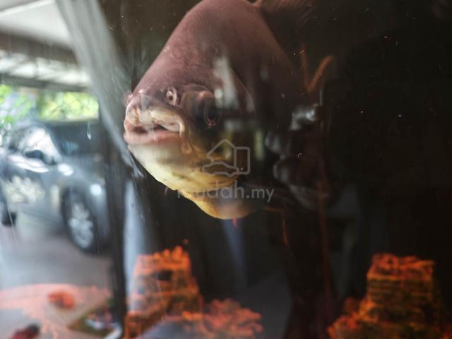 ikan pacu - Pets for sale in Kuala Terengganu, Terengganu
