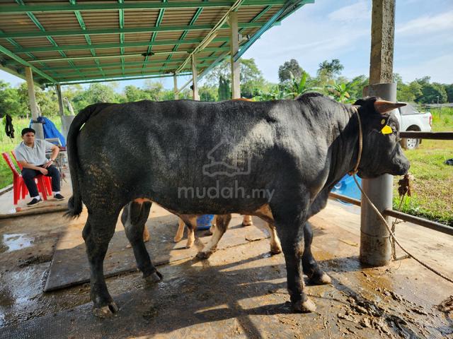 lembu belgium blue, limousine dan carolais - Pets for sale in Port ...