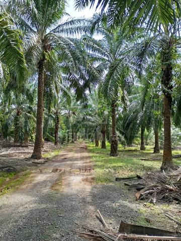 Agricultural Land for Sale, 20 Acre(s), Batu Anam, Johor | Mudah.my