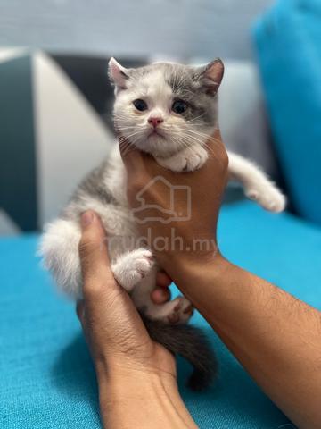 Bsh bicolor Female - Pets for sale in Jelutong, Penang