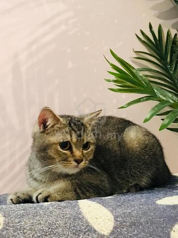 British shorthair BSH black tabby - Pets for sale in Kepong, Kuala Lumpur