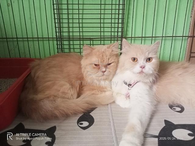 parsi semi flat face - Pets for sale in Tampin, Negeri Sembilan