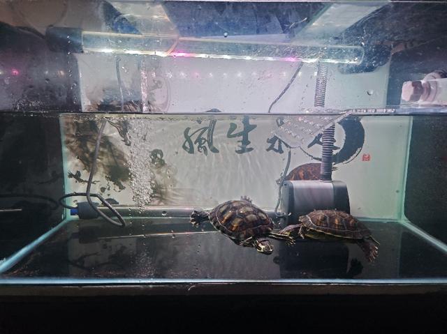 2ft aquarium tank set - Pets for sale in Rawang, Selangor