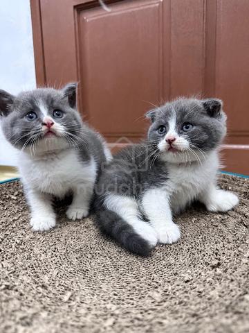 Bsh Bicolour - Pets for sale in Jelebu, Negeri Sembilan