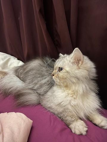 kucing long hair - Pets for sale in USM, Penang