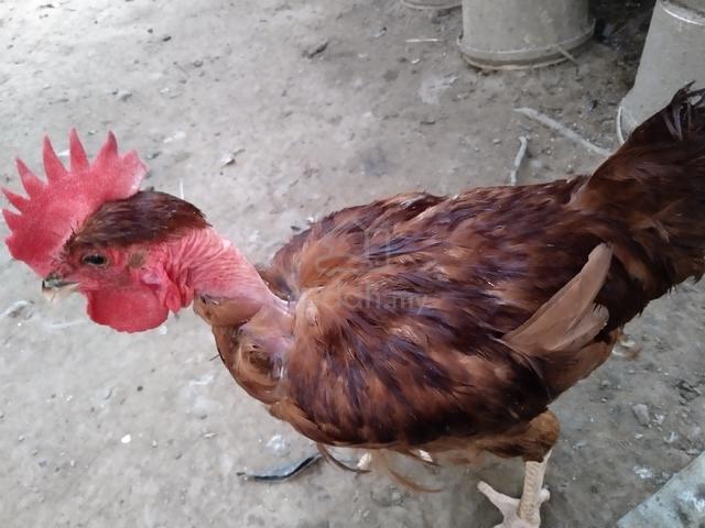Ayam botak dewasa - Pets for sale in Tuaran, Sabah