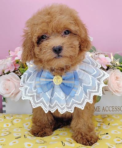 Cutie Tiny Toy Poodle Cute and Sweet *UA965 - Pets for sale in Puchong ...