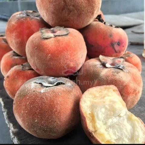 pokok buah mentega - Garden Items for sale in Papar, Sabah