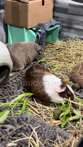 Guinea pig Tikus Belanda - Pets for sale in Bandar Perda, Penang