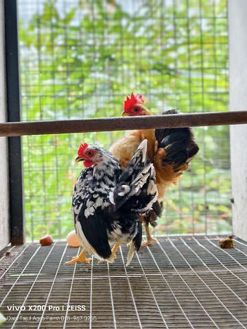 Ayam Katek - Pets for sale in Klang, Selangor