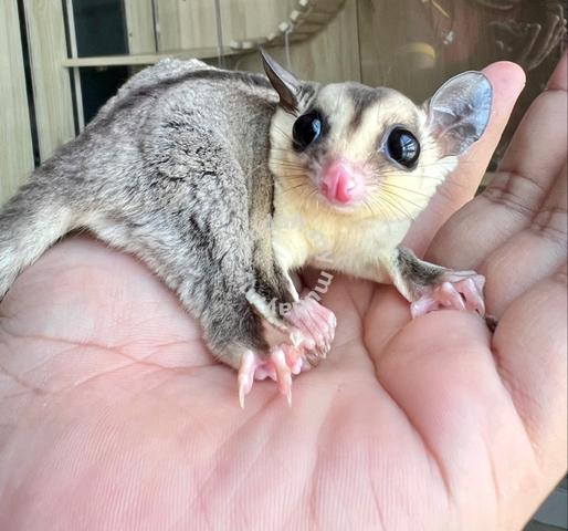 Standard Gray Sugar Glider