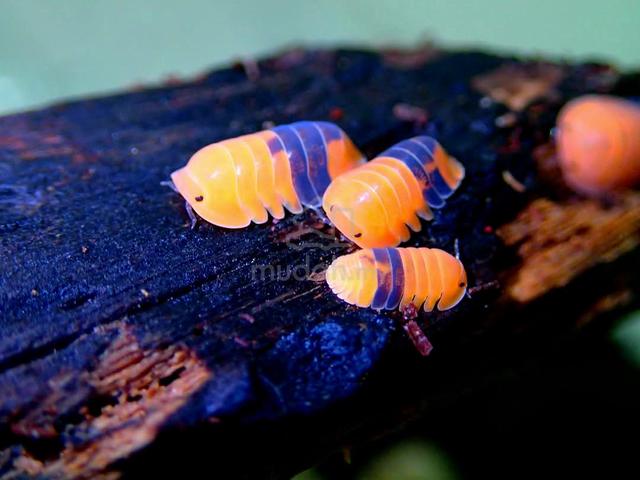 Isopod - Cubaris sp. "Amber Ducky" - Pets for sale in Ayer Itam, Penang