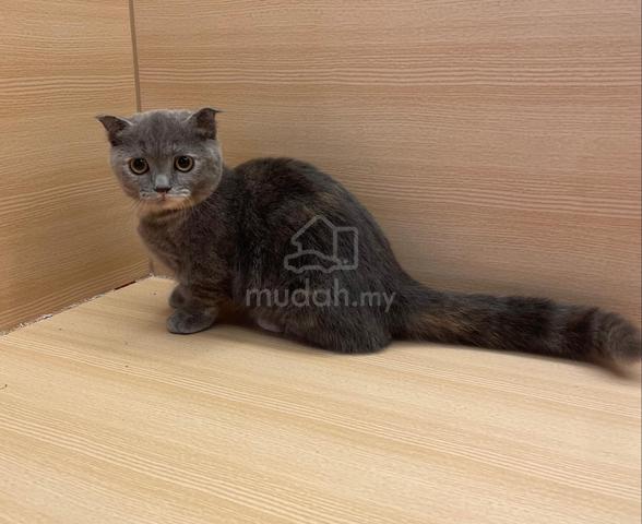 Munchkin Bsh Scottish Fold - Pets for sale in Kota Damansara, Selangor