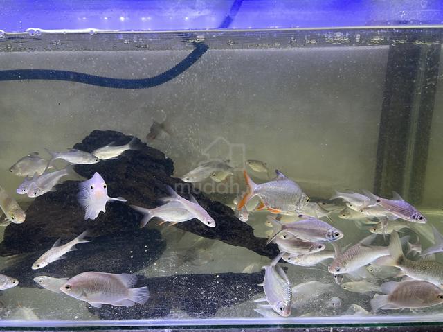 ikan lampam - Pets for sale in Sungai Petani, Kedah