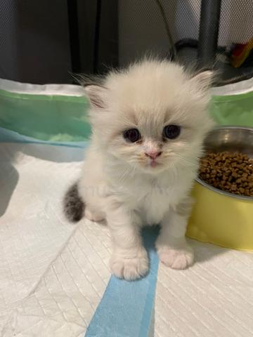 munchkin x ragdoll mix flatface - Pets for sale in Jalan Kuching, Kuala ...