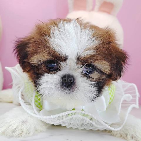 Chubby Face Shih Tzu Puppu Dog Pet *yu.01300 - Pets for sale in Puchong ...