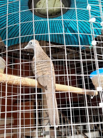burung merbok galak sangkar - Pets for sale in Kuala Terengganu, Terengganu