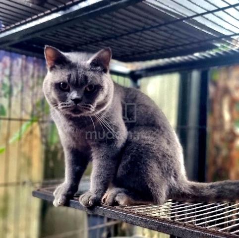Big Pure Breed BSH Kittens & Adults - Pets for sale in Kuantan, Pahang