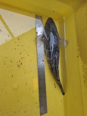 Ikan ubi/ketutu/sonhock - Pets for sale in Kota Kinabalu, Sabah