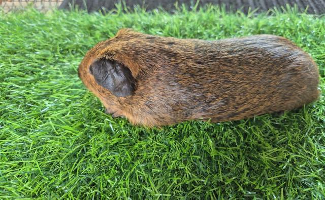 Guinea Pig Agouti - Pets for sale in Kota Kinabalu, Sabah