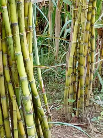 tebu kuning - Others for sale in Jitra, Kedah