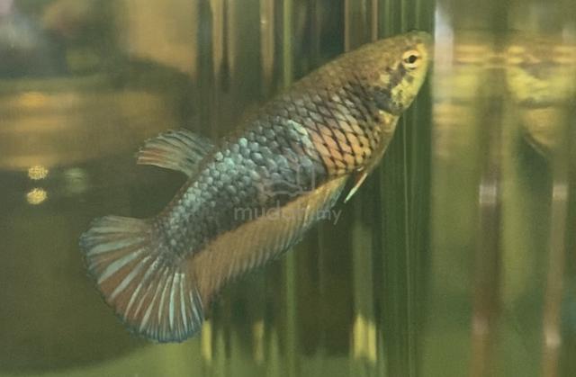 Betta Dumbo Salamander + Platy Fish (Pair) + Gifts - Pets for sale in ...