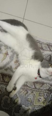 bsh bicolor frmale - Pets for sale in Setapak, Kuala Lumpur