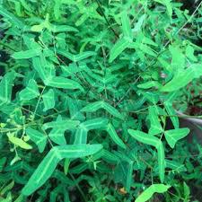 Pokok Rerama Hijau besar dan matang - Garden Items for sale in Tanah ...