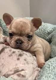 A115 obstinate french bull puppy dog - Pets for sale in Puchong, Kuala ...