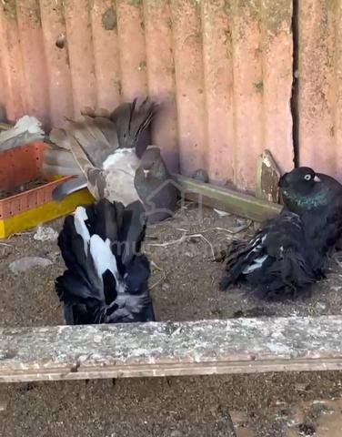 burung merpati merak - Pets for sale in Kuala Terengganu, Terengganu