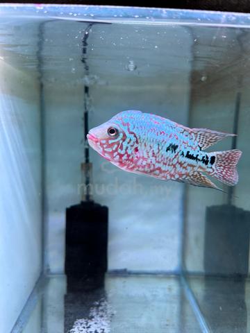 kamfa f2 flowerhorn - Pets for sale in Wakaf Baru, Kelantan