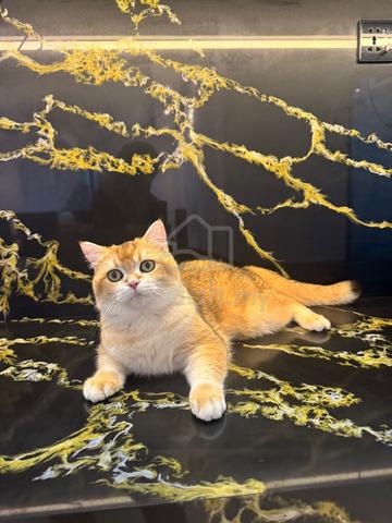 BSH Golden Shaded NY11 - Pets for sale in Damansara, Kuala Lumpur