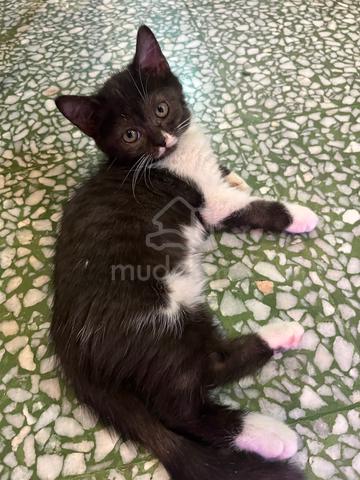 British Short Hair Bico black 3months femel - Pets for sale in Petaling ...