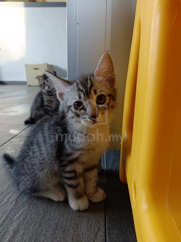 Kucing bsh mix - Pets for sale in Kulim, Kedah