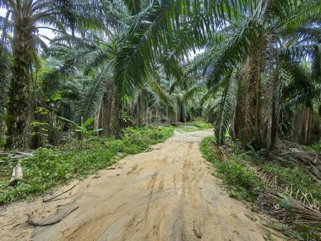 Agricultural Land for Sale, 40 Acre(s), Triang, Pahang 107466682 | Mudah.my