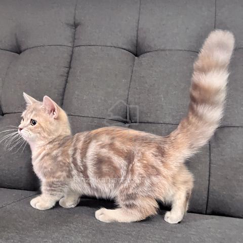Munchkin Female - Pets for sale in Ipoh, Perak