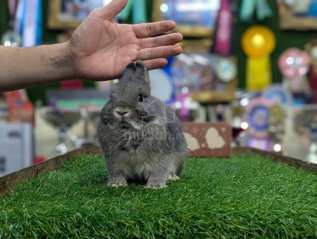 Arnab Netherland Dwarf Rabbit, Opal - Pets for sale in Jitra, Kedah