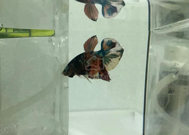 Candy Galaxy betta fish - Pets for sale in Kota Belud, Sabah
