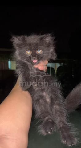 kucing mix mainecoon - Pets for sale in Kuala Terengganu, Terengganu